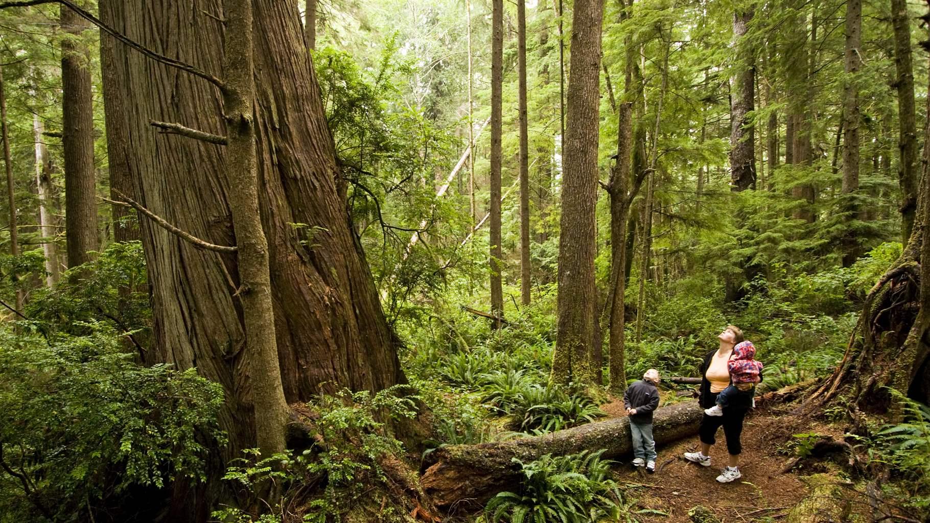 Pew Supports Science-Based Review of Northwest Forest Plan | The Pew ... Pew Supports Science-Based Review of Northwest Forest Plan | The Pew ...