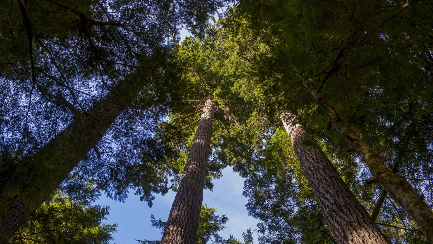 Pew Supports Forest Service Initiative to Conserve Old-Growth Forests ... Pew Supports Forest Service Initiative to Conserve Old-Growth Forests ...