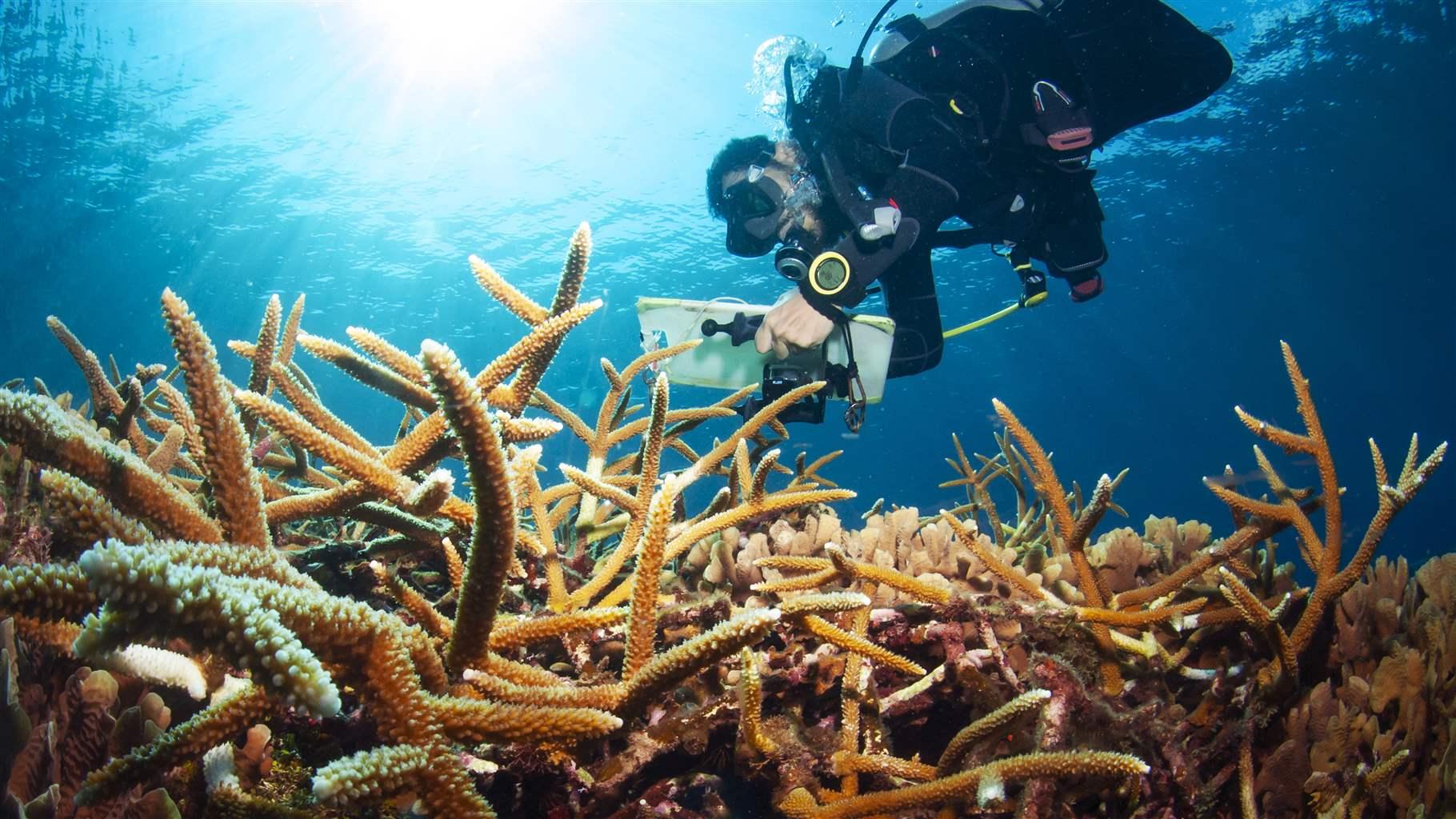 Pew Names Scientists From 6 Countries As 2024 Fellows In Marine
